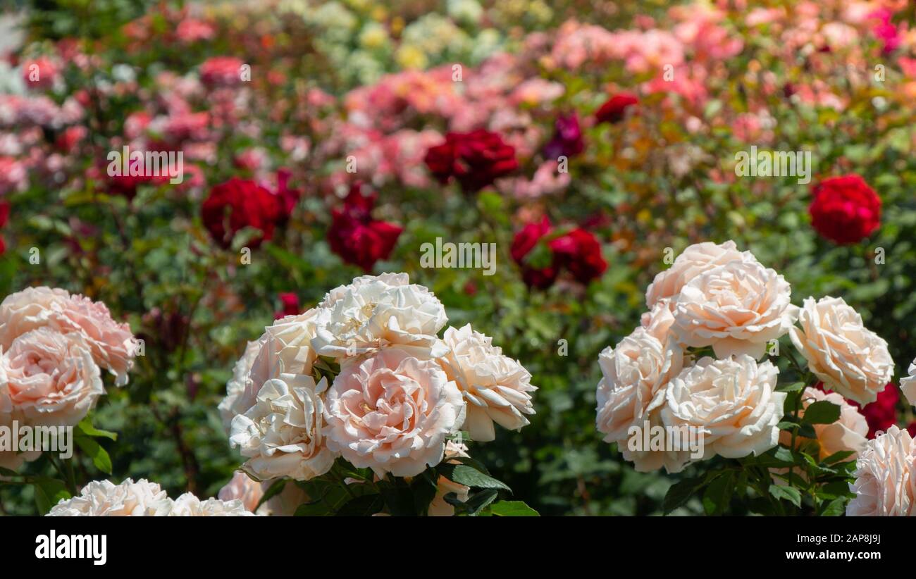 White roses in a botanical park in Istanbul on display Stock Photo - Alamy