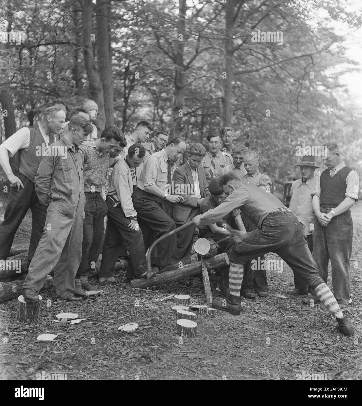 Forest workers working on the sawing of a tree trunk under great ...