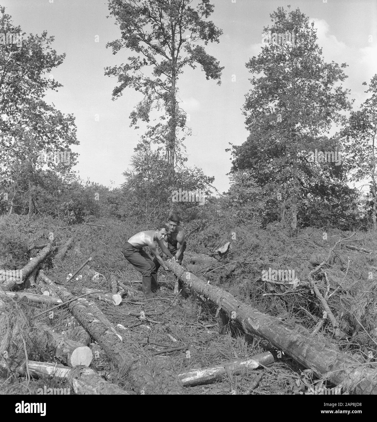 woodworking, logs, workers Date: undated Keywords: workers, tree trunks ...