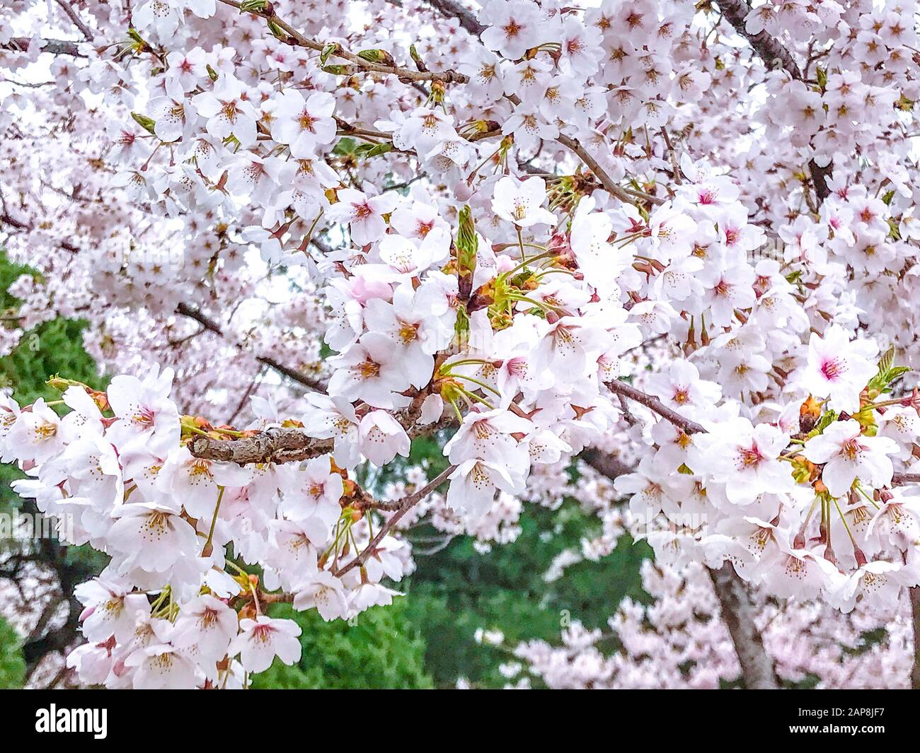 Cherry Blossom or Sakura Flowers in the garden Stock Photo - Alamy