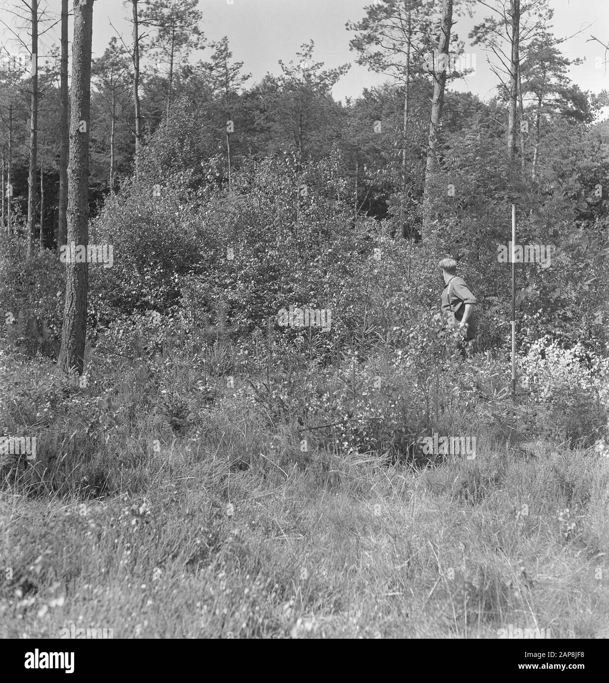 forests, shrubs, workers, work, measuring poles Date: undated Keywords ...