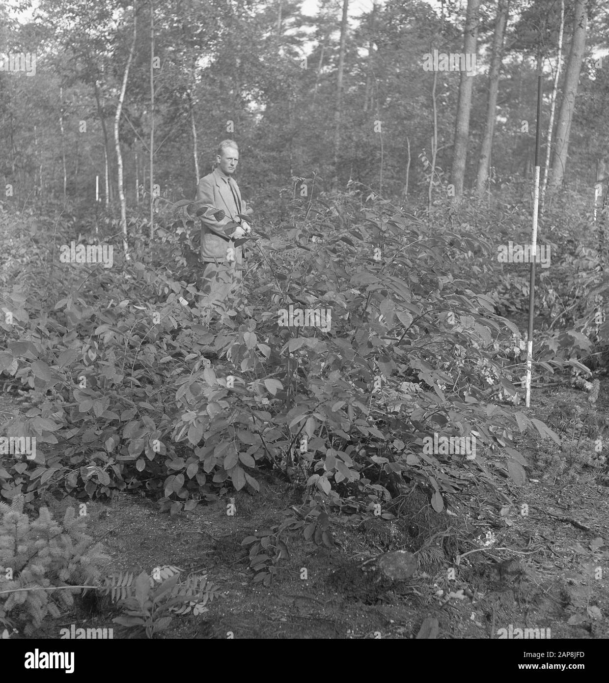 forests, measuring poles, men, shrubs Date: undated Keywords: forests ...