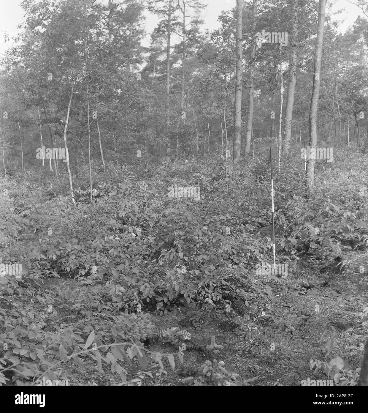 Tree measuring Black and White Stock Photos & Images - Alamy
