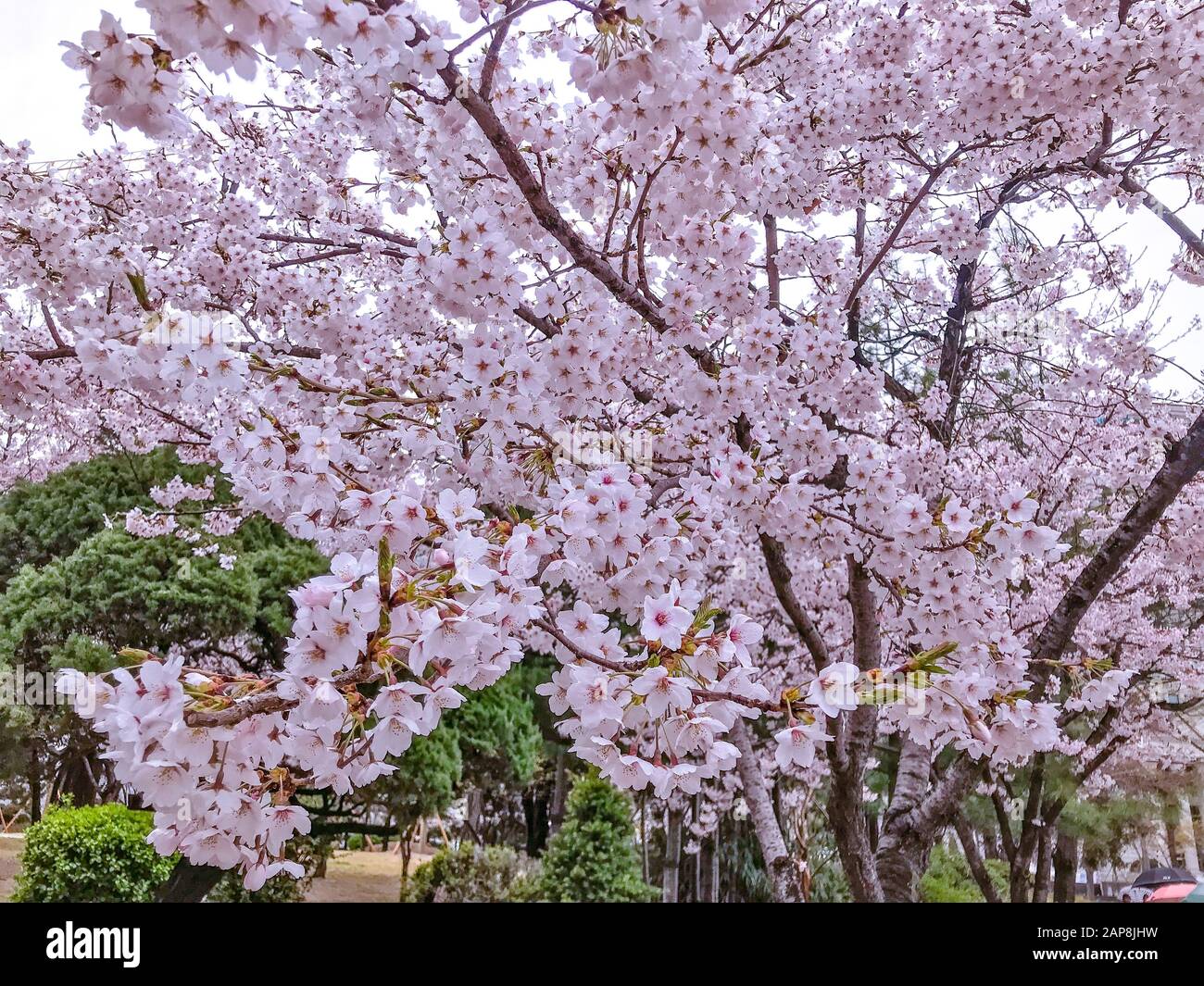 Cherry Blossom or Sakura Flowers in the garden Stock Photo - Alamy