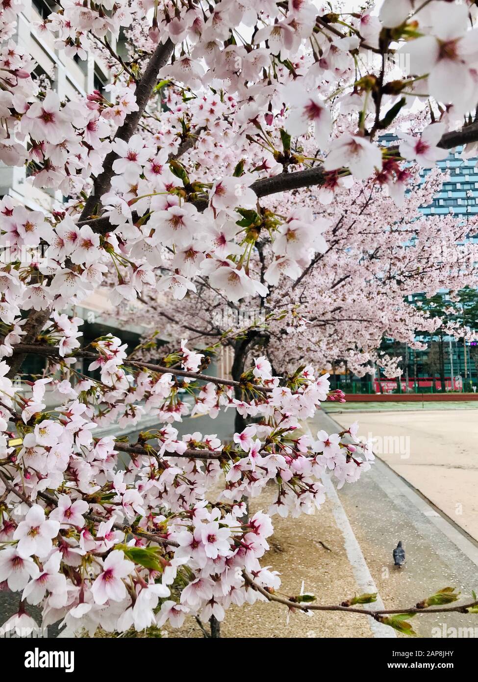 Cherry Blossom or Sakura Flowers in the garden Stock Photo - Alamy
