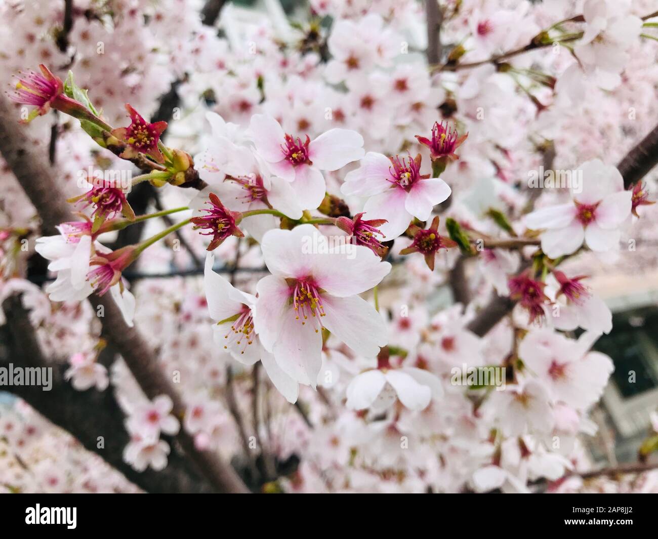 Cherry Blossom or Sakura Flowers in the garden Stock Photo - Alamy