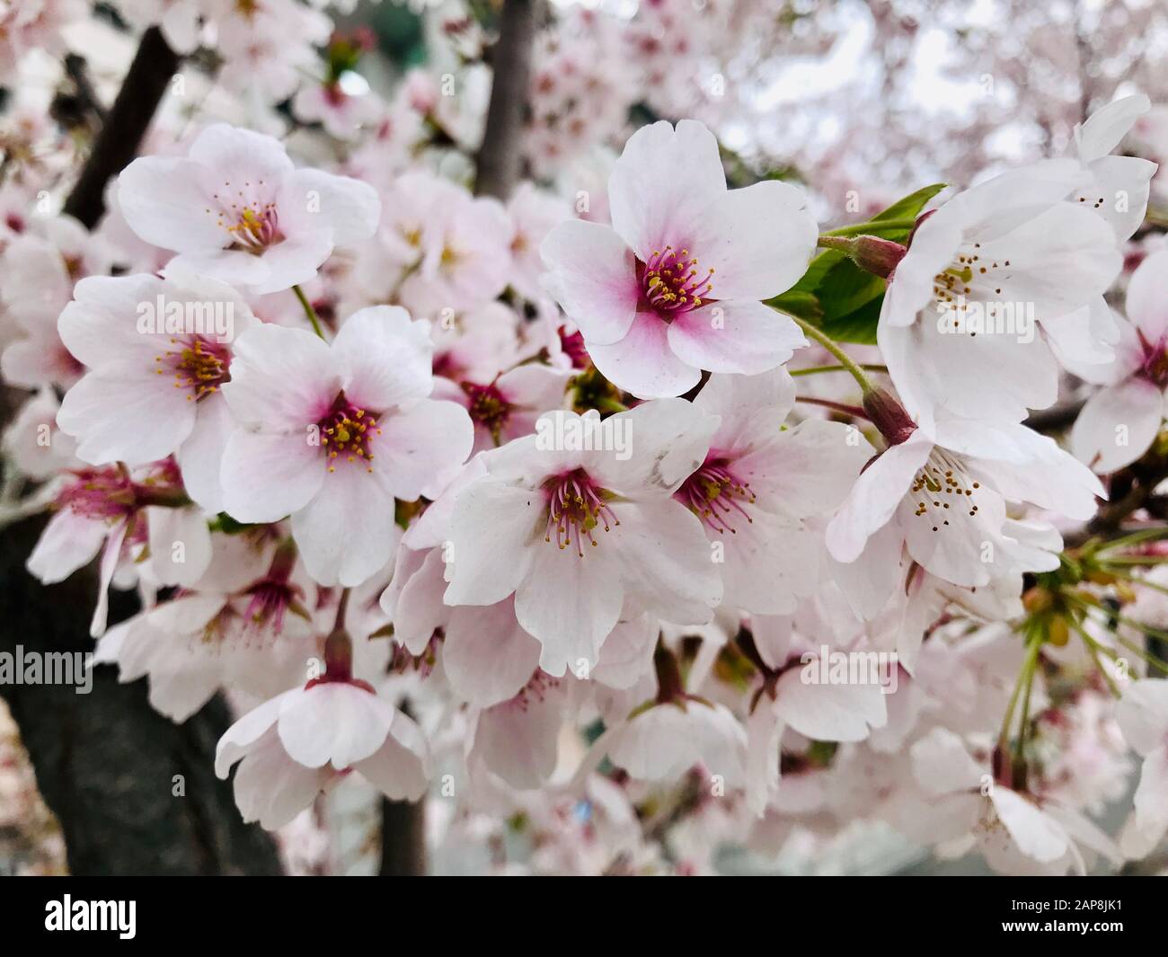 Cherry Blossom or Sakura Flowers in the garden Stock Photo - Alamy