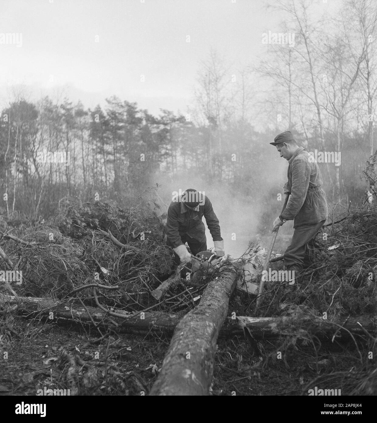 forestry, tools, workers, logs Date: undated Keywords: workers, tree ...