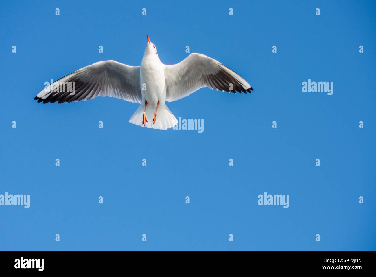 Single seagull flying in a blue sky background Stock Photo - Alamy