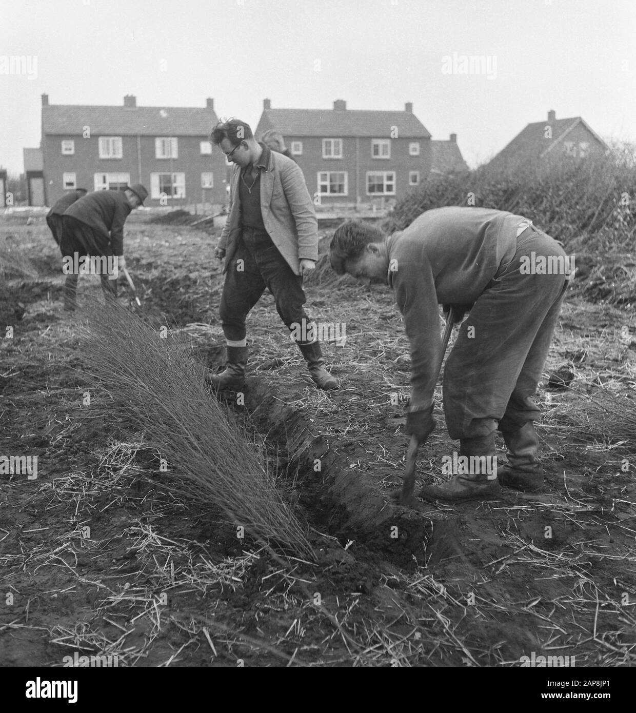 workers, excavations, shrubs Date: undated Keywords: workers ...