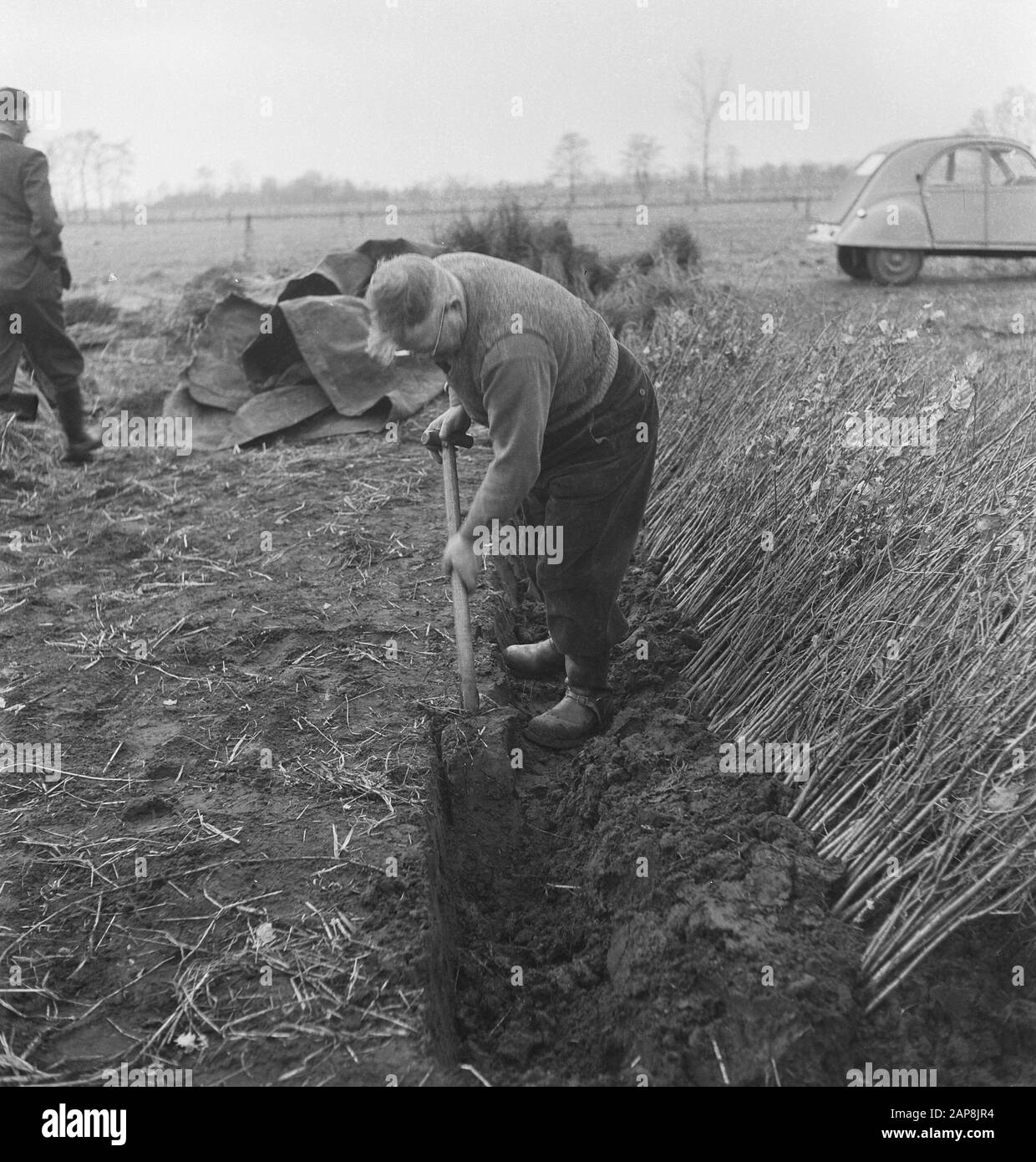 workers, excavations, shrubs, cars Date: undated Keywords: workers ...
