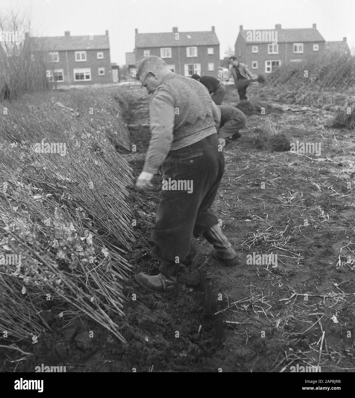 workers, excavations, shrubs, buildings Date: undated Keywords: workers ...