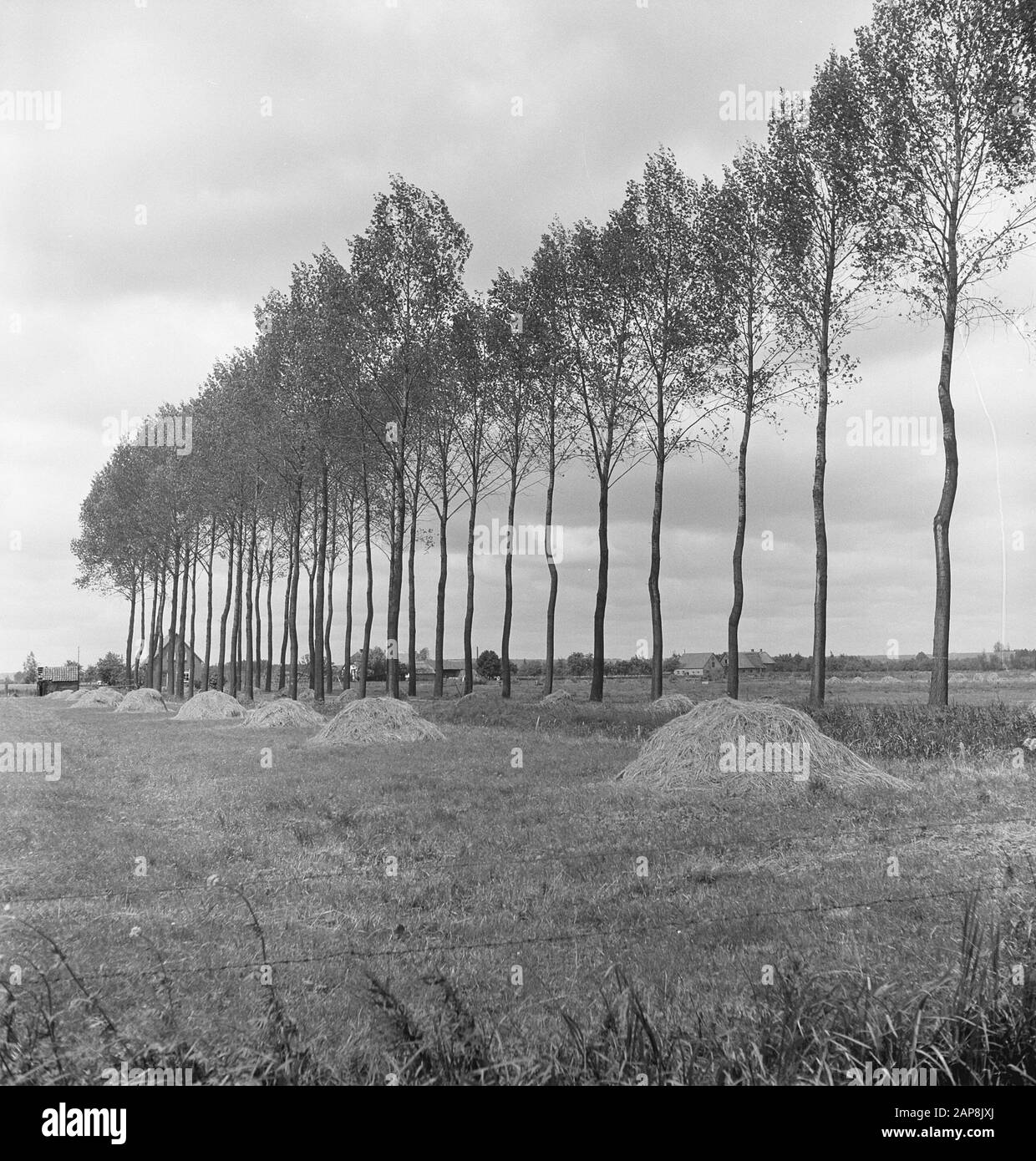 trees, fields, sand bumps Date: undated Keywords: trees, fields, sand ...