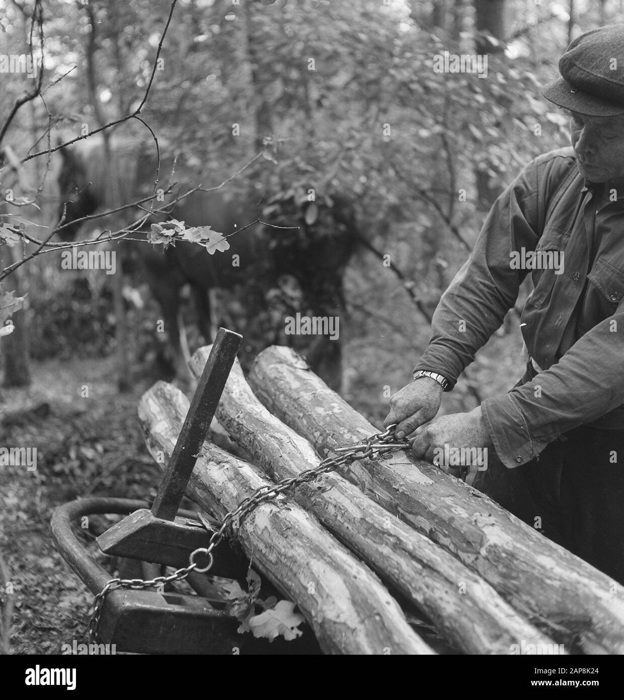 forestry, tree trunks, transport, workers Date: undated Keywords ...