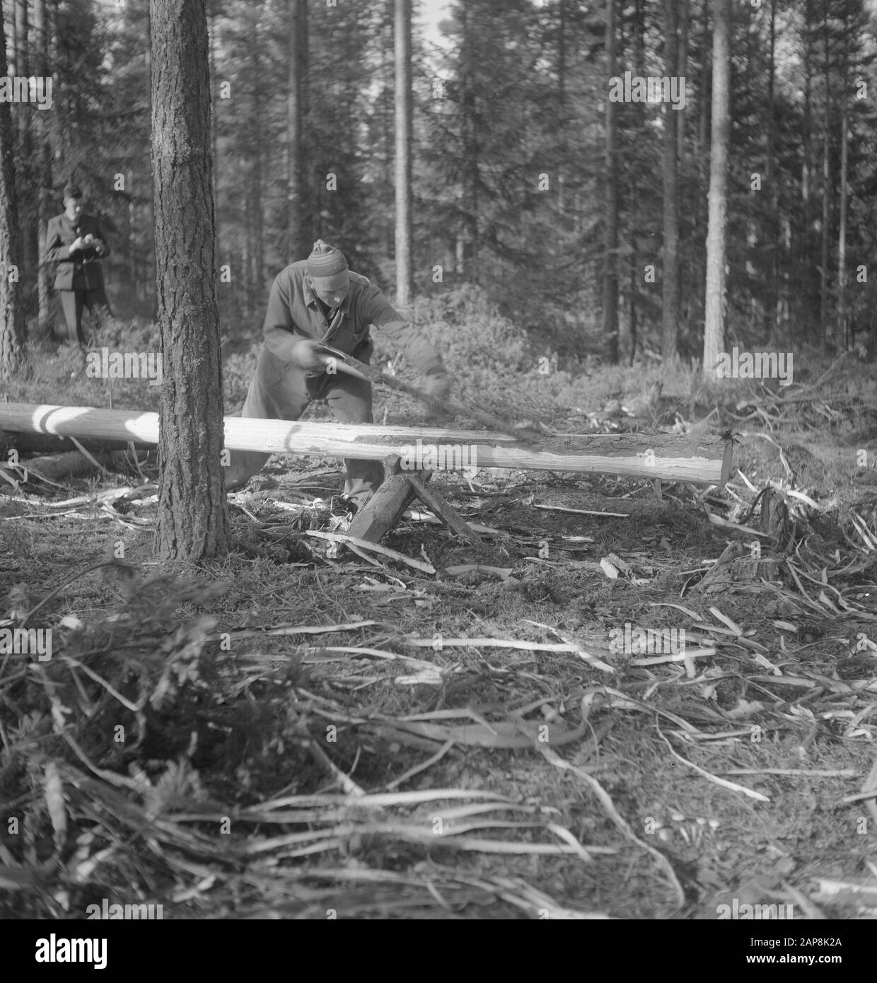 Forest exploitation Black and White Stock Photos & Images - Alamy