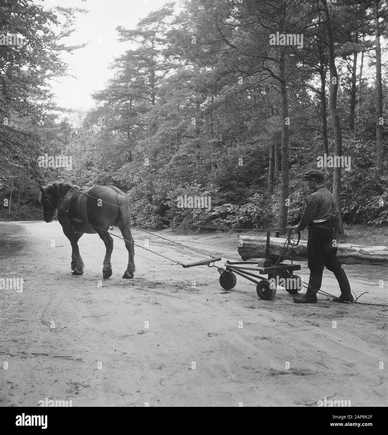 Lumber industry horses hi-res stock photography and images - Alamy