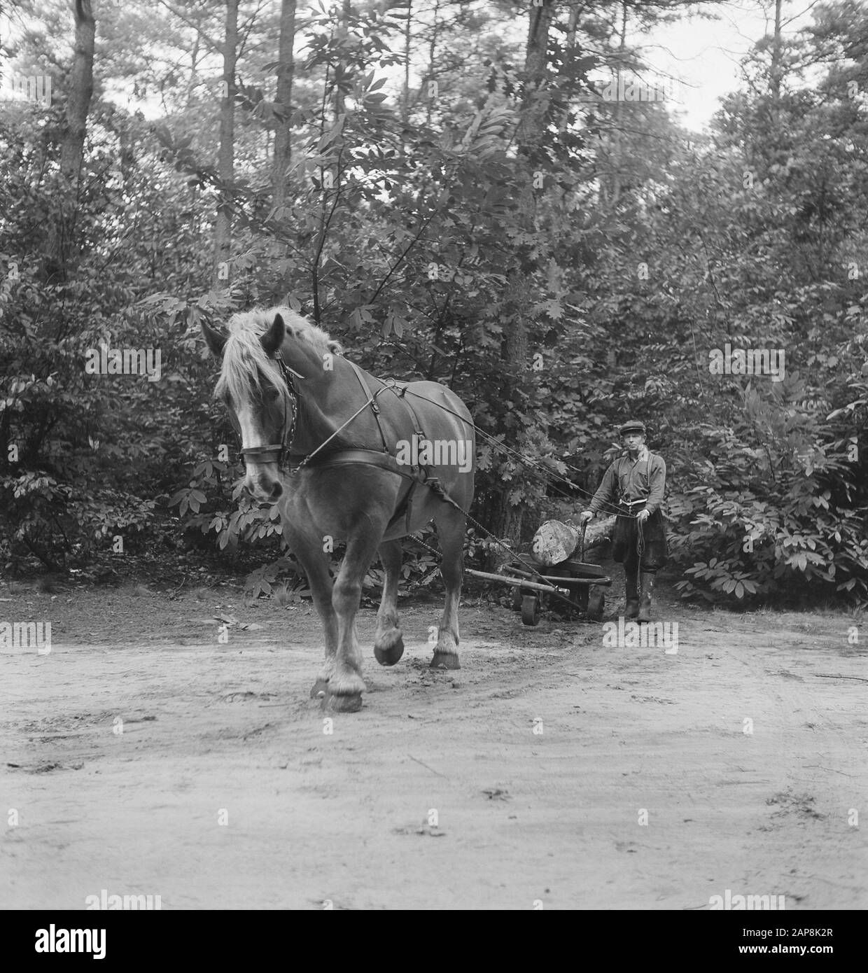 forestry, logs, transport, workers, carts, horses Date: undated ...