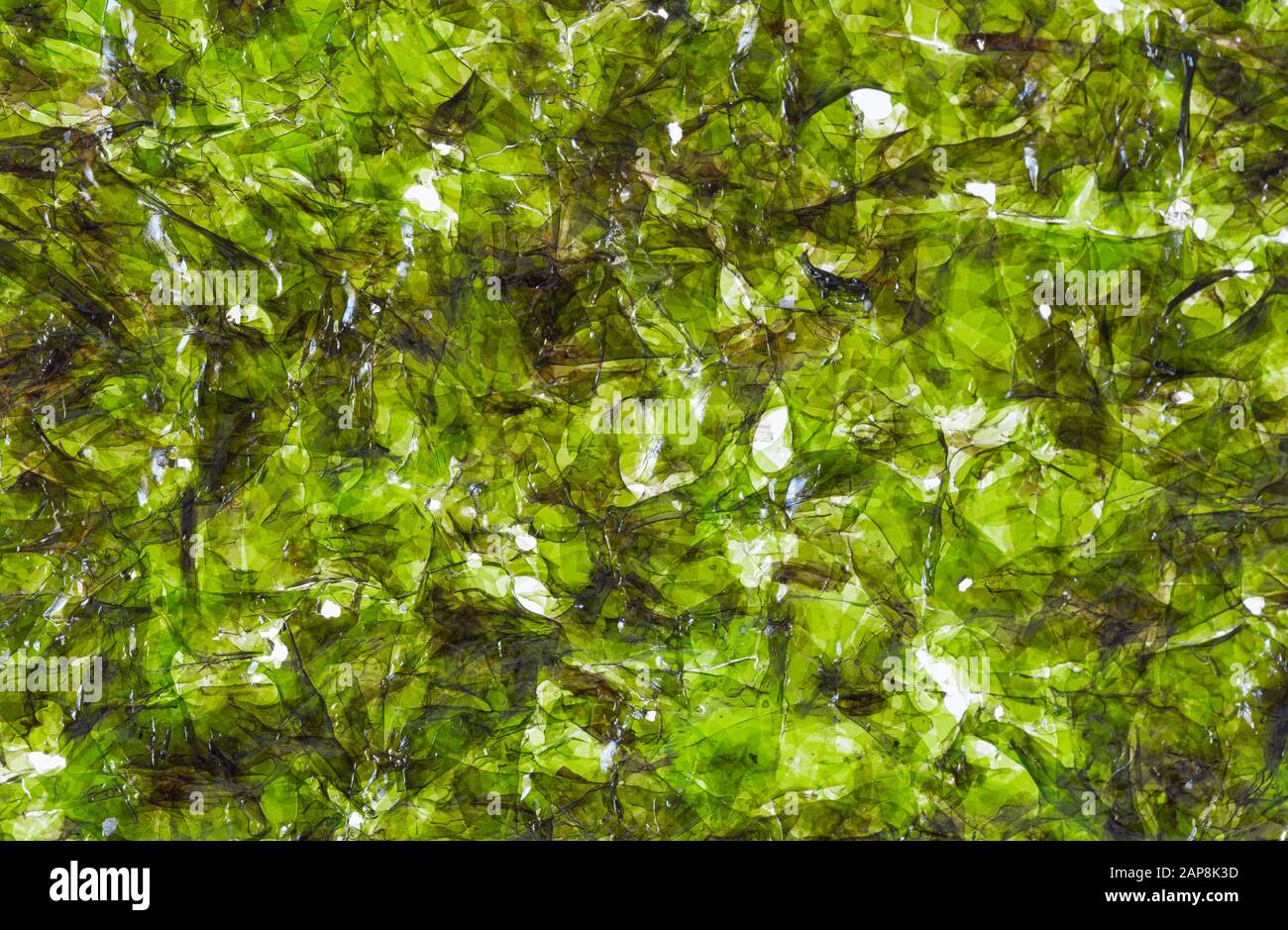 Macro image of a dried seaweed sheet Stock Photo - Alamy
