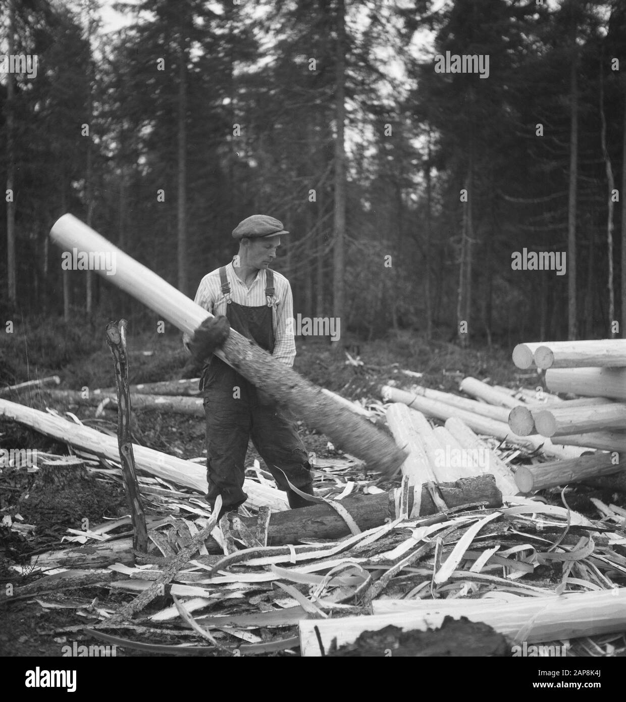 forestry, workers, tools, trees sheets Date: undated Keywords: workers ...