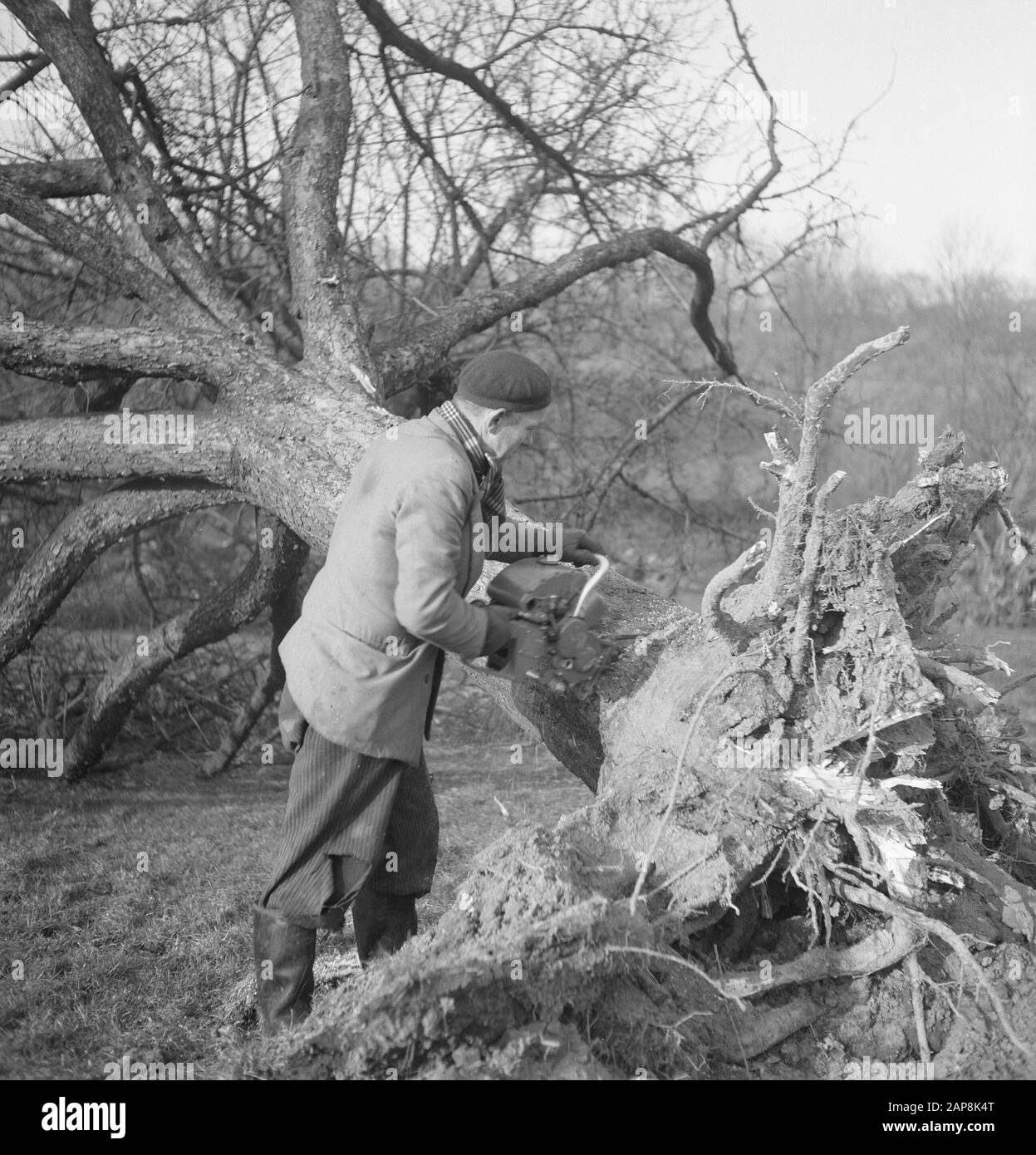 trees, workers, roots, tools Date: undated Keywords: workers, trees ...