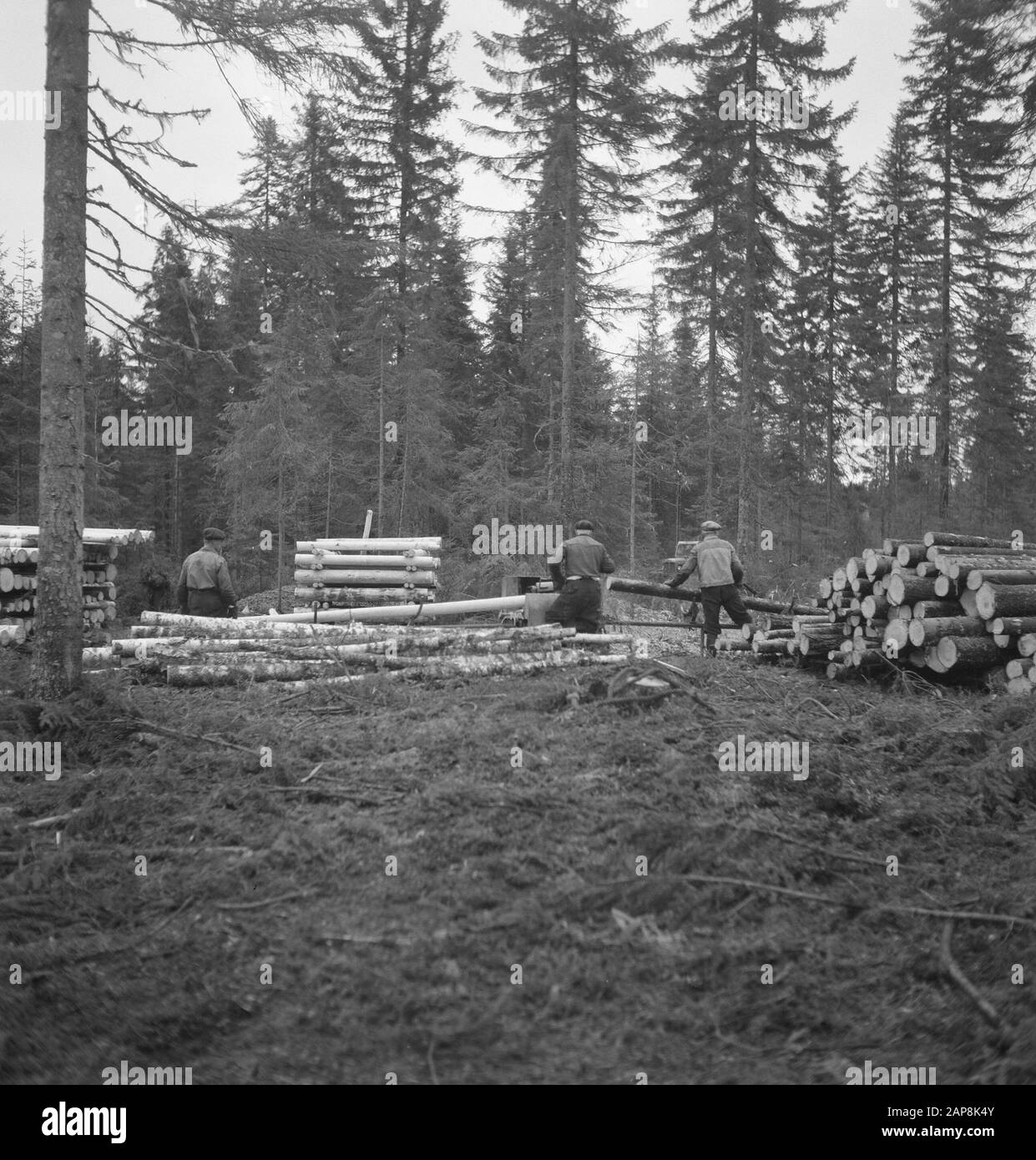 forestry, workers, stacking, logs Date: undated Keywords: workers, tree ...