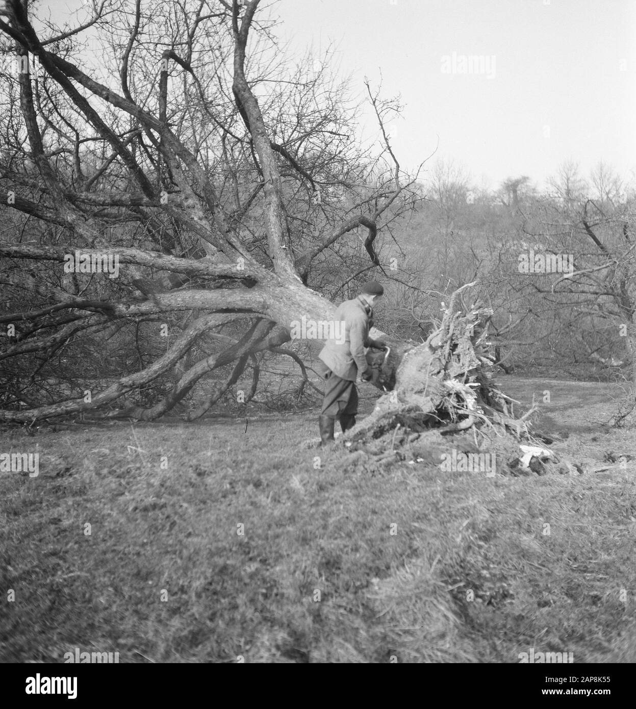 Eco tree trees agriculture Black and White Stock Photos & Images - Alamy