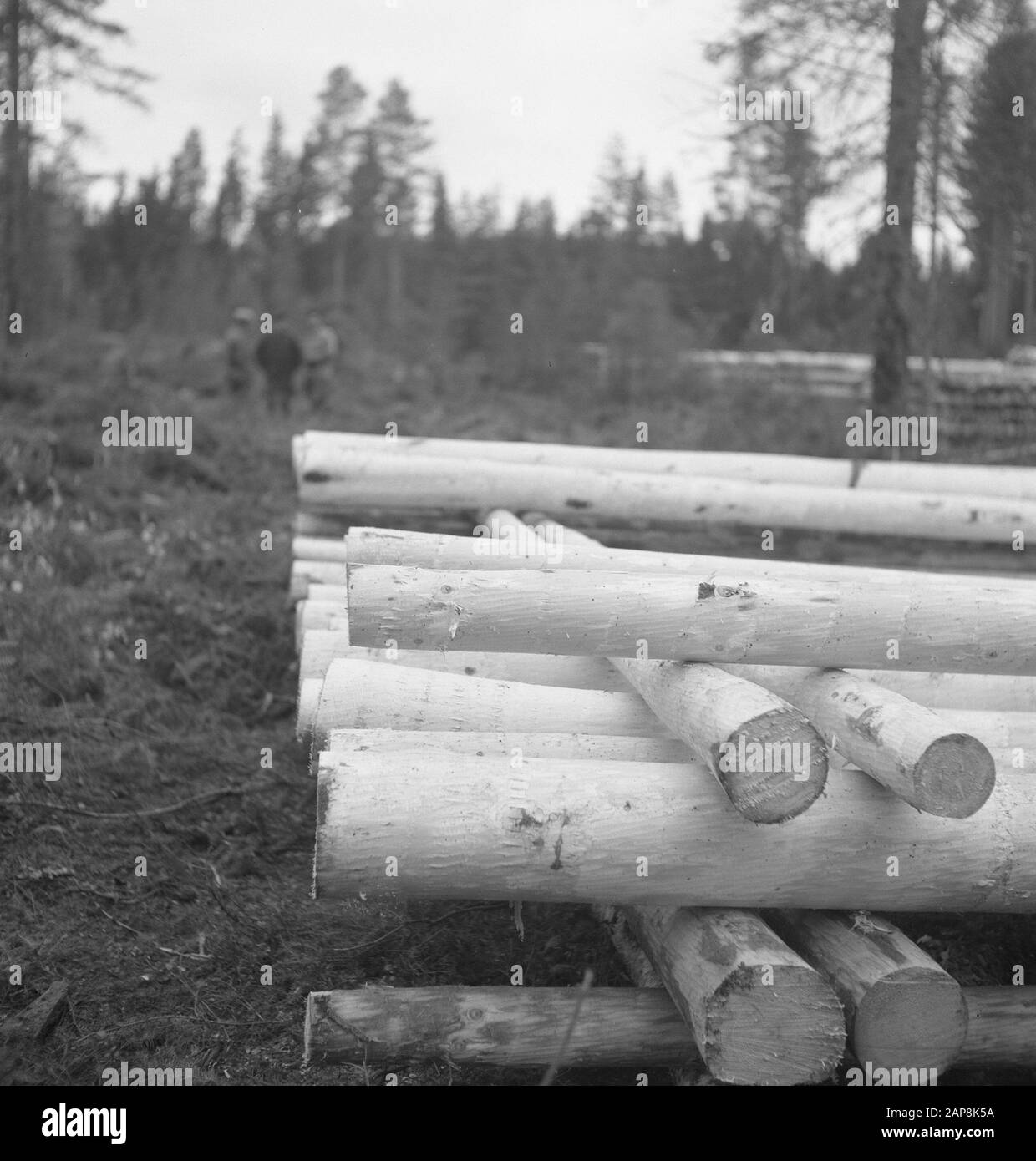 woodworking, stacking, logs Date: undated Keywords: tree trunks ...