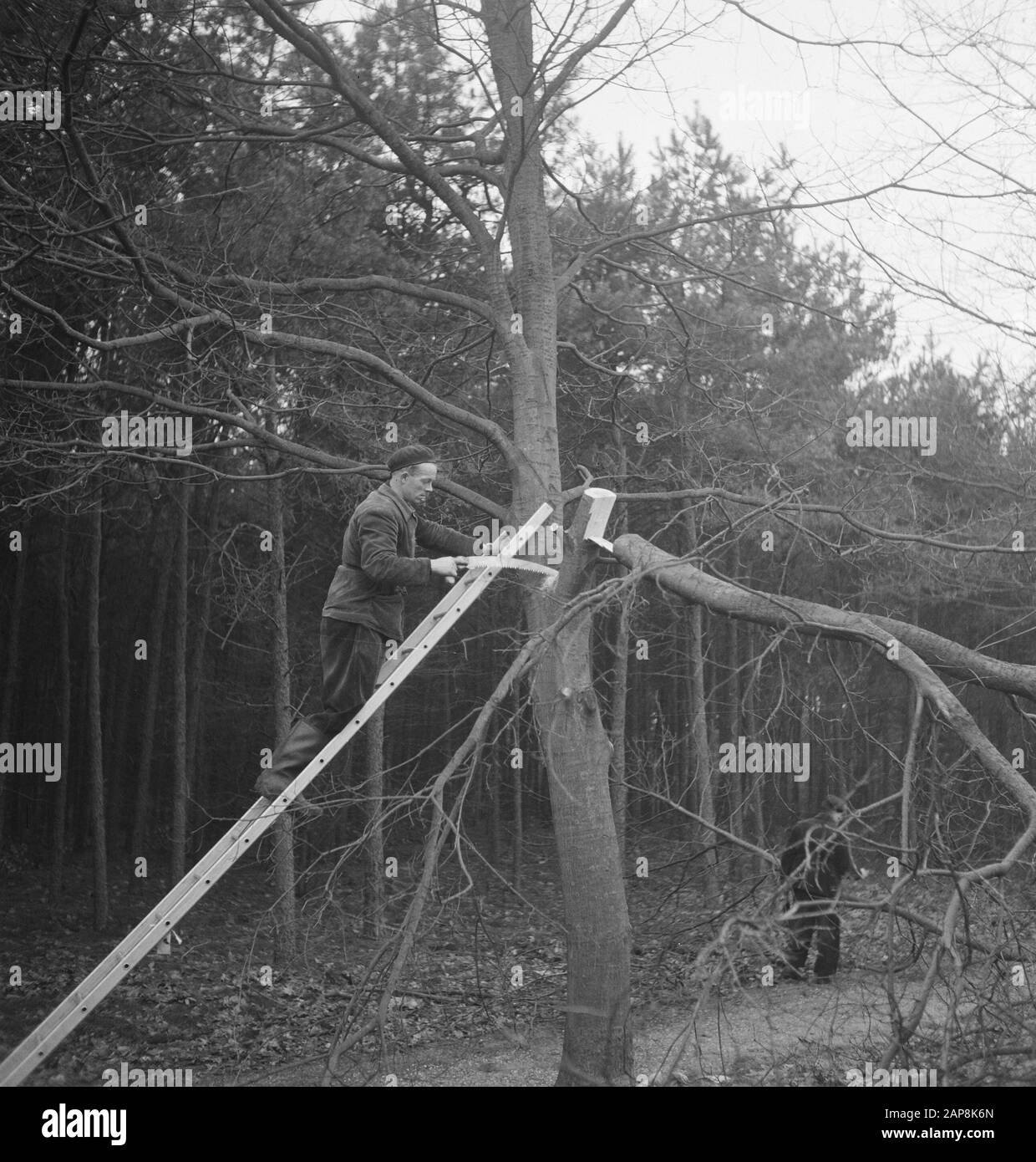forestry, workers, tools, ladders Date: undated Keywords: workers ...