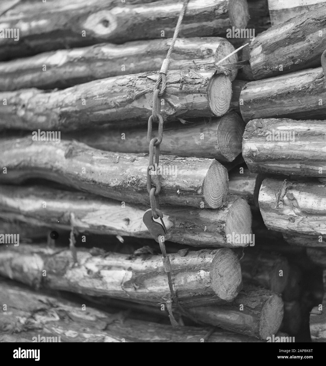 Chained to tree Black and White Stock Photos & Images - Alamy