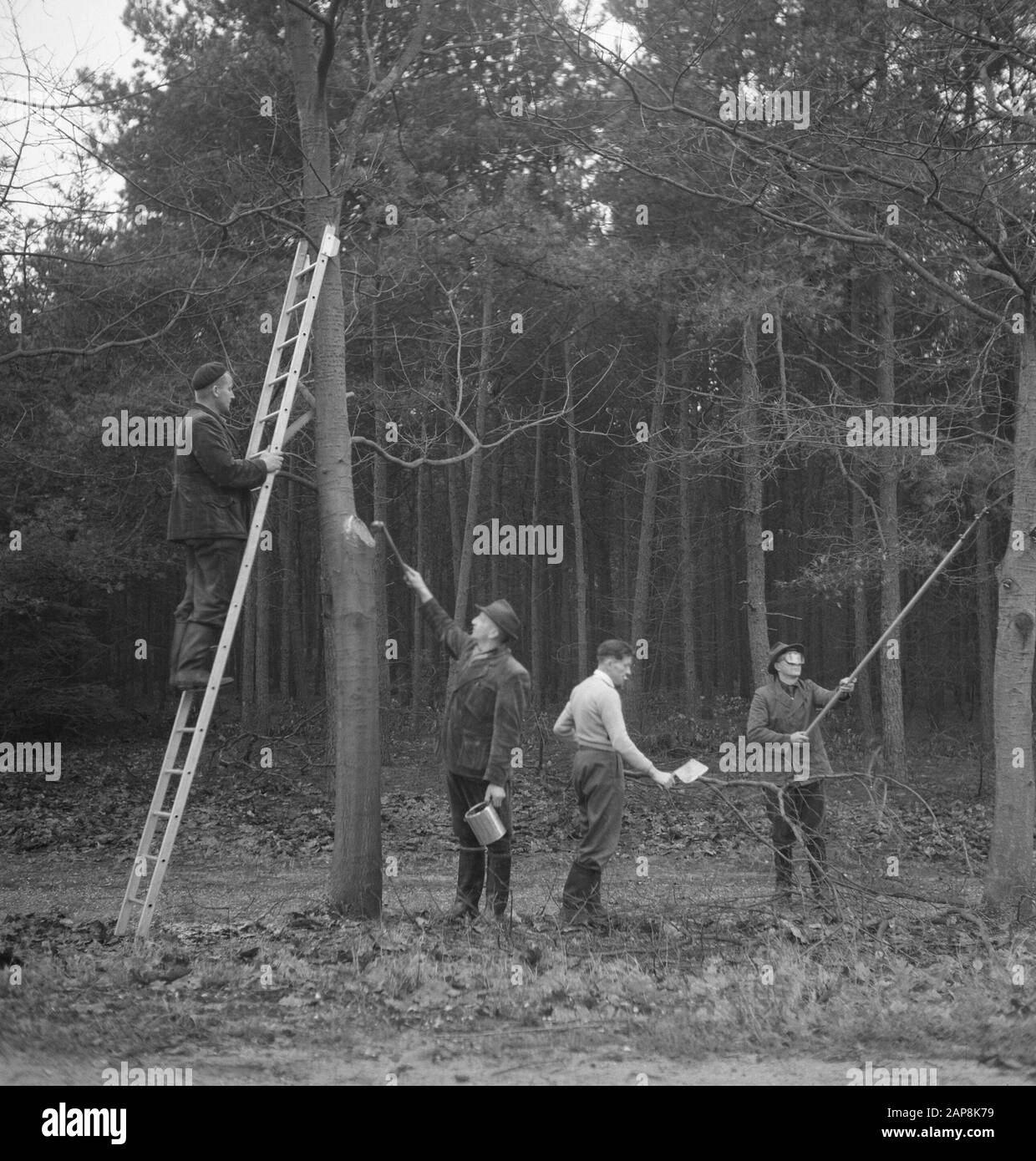 forestry, workers, tools, ladders Date: undated Keywords: workers ...