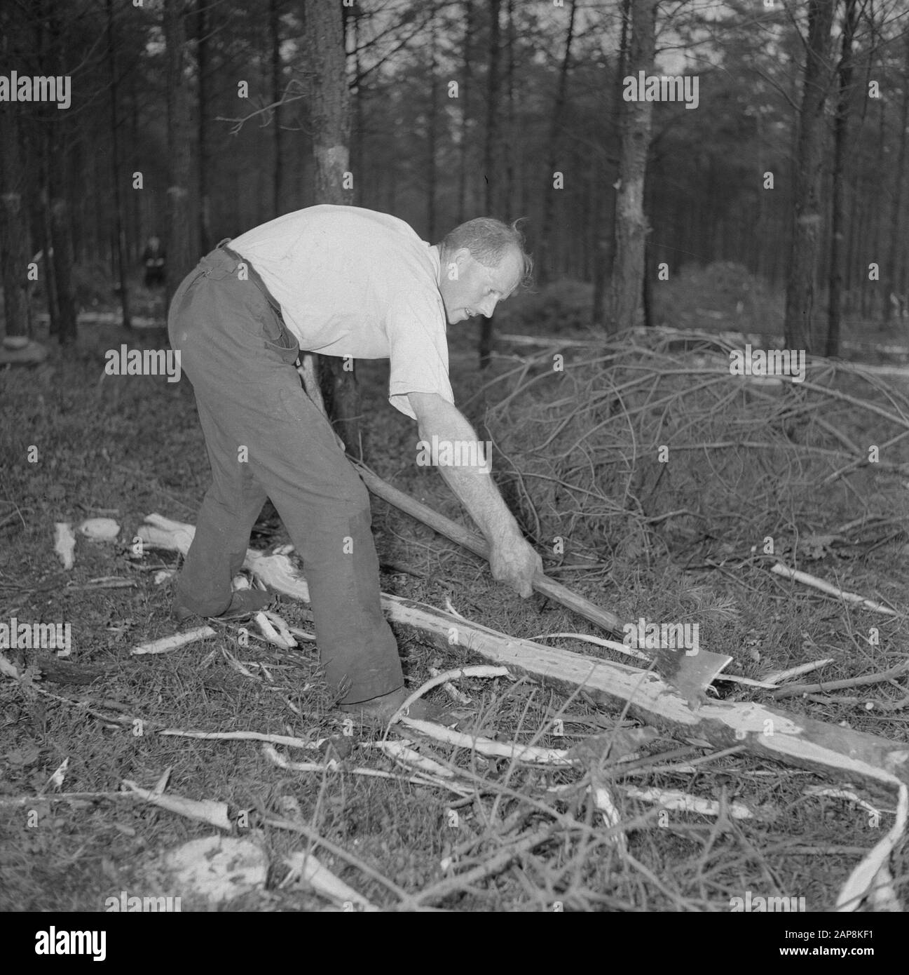 forestry, workers, trees, tools Date: undated Keywords: workers, trees ...