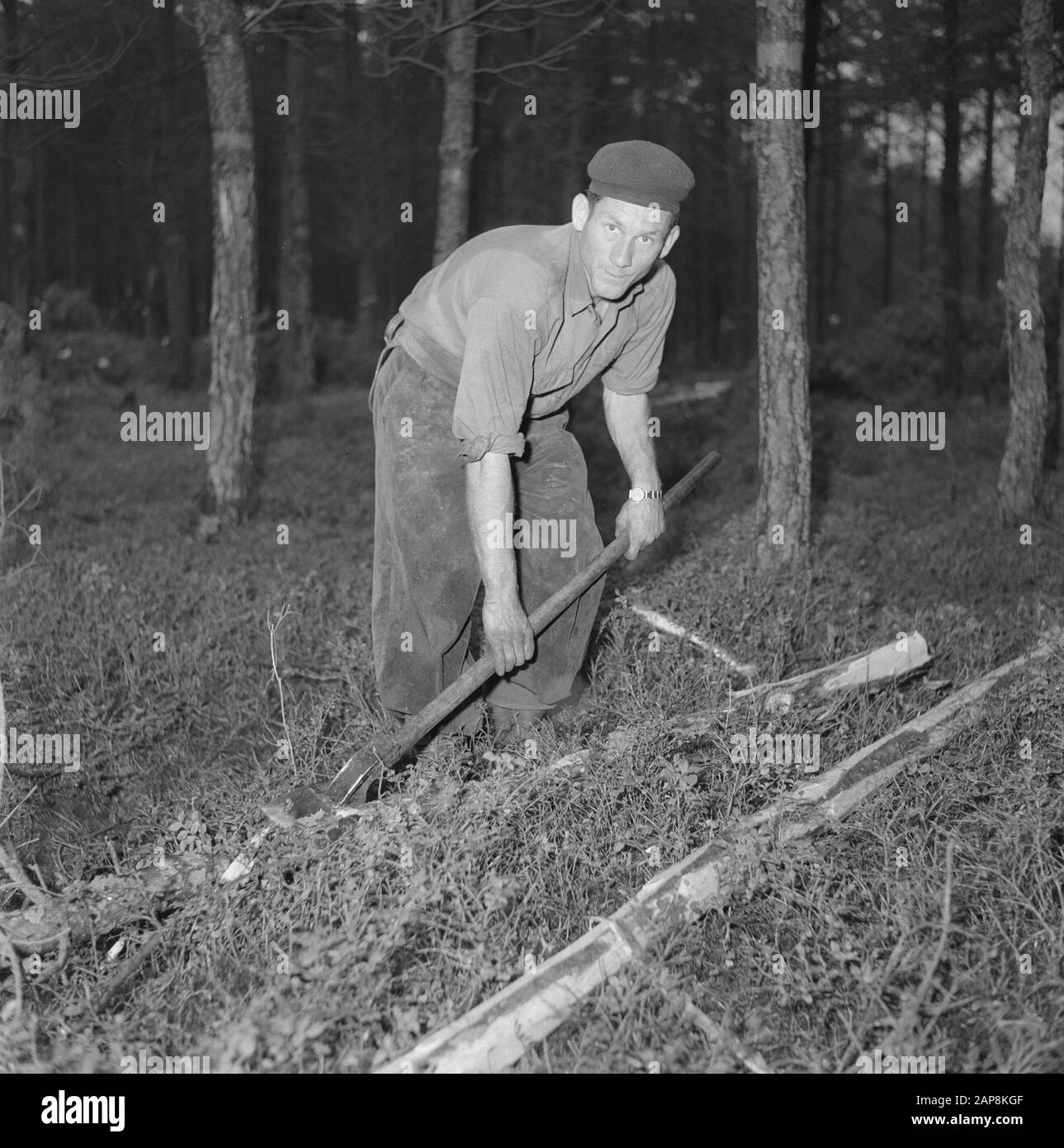 forestry, workers, trees, tools Date: undated Keywords: workers, trees ...