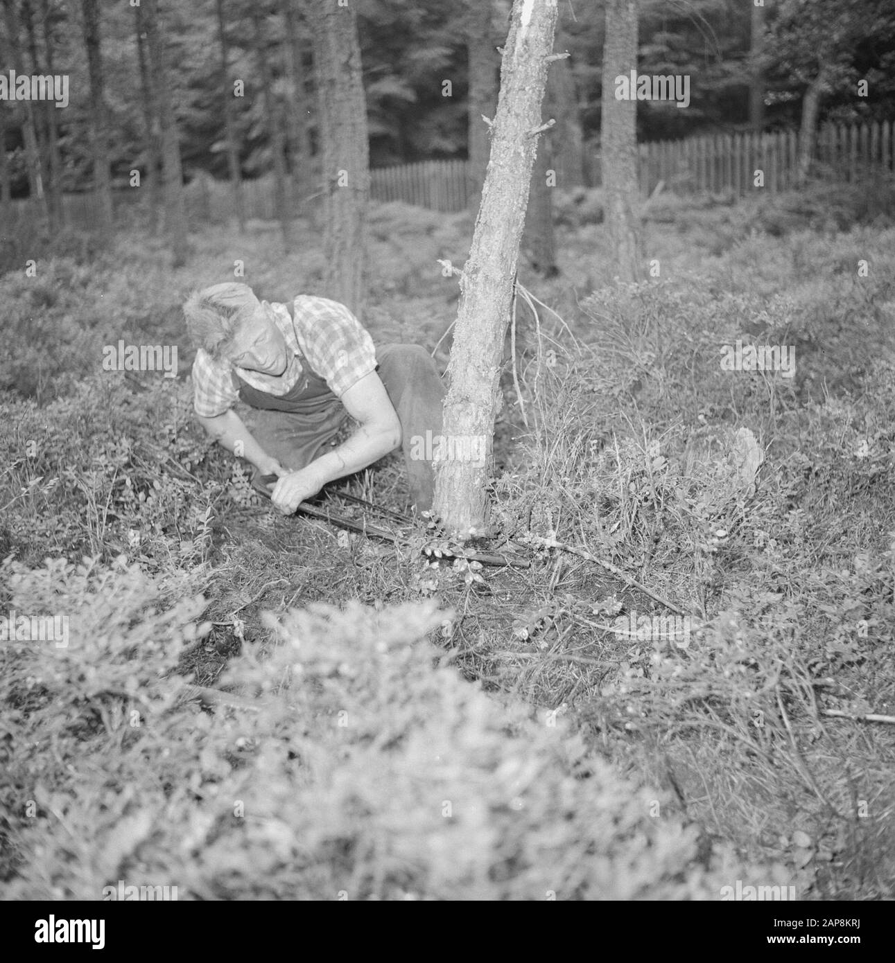 forestry, workers, tools, trees cutting Date: undated Keywords: workers ...