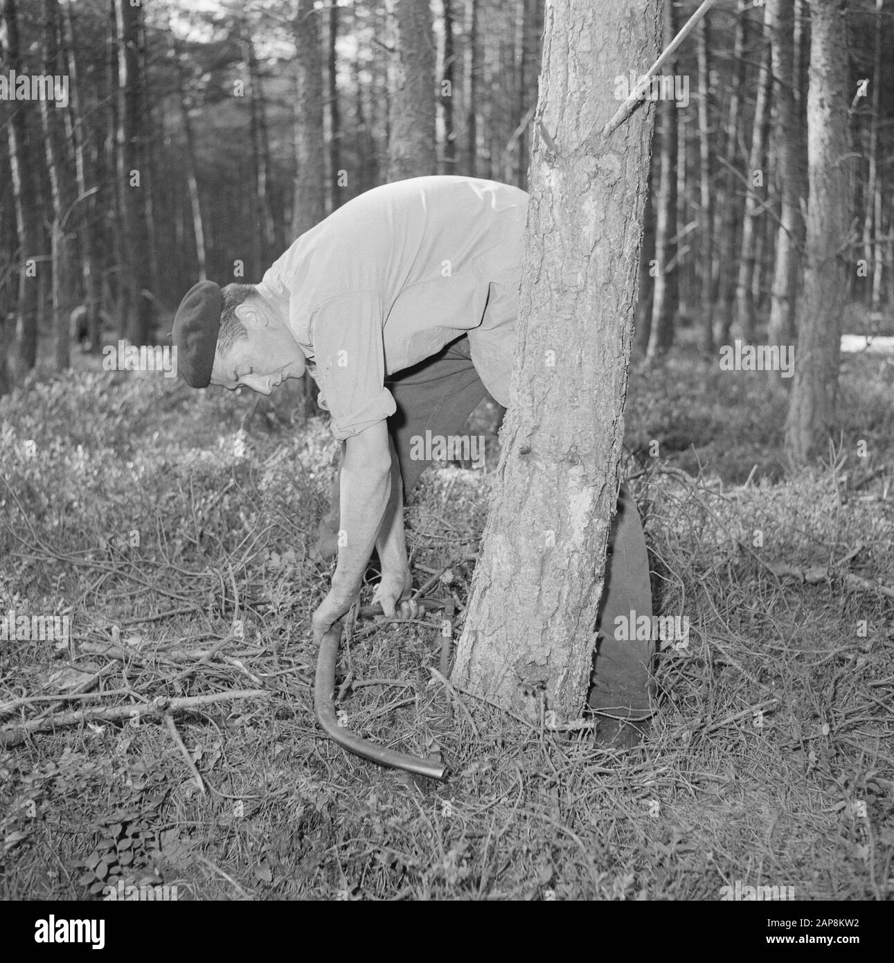 forestry, workers, tools, trees cutting Date: undated Keywords: workers ...