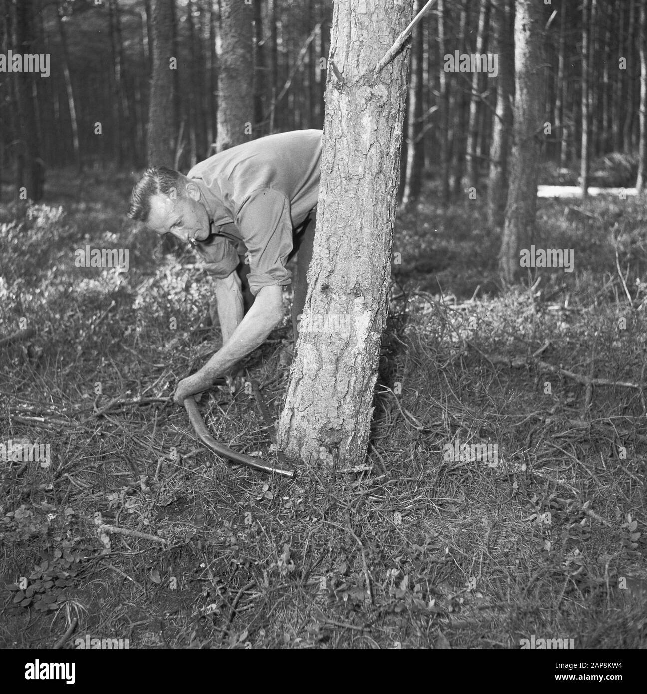 forestry, workers, tools, trees cutting Date: undated Keywords: workers ...