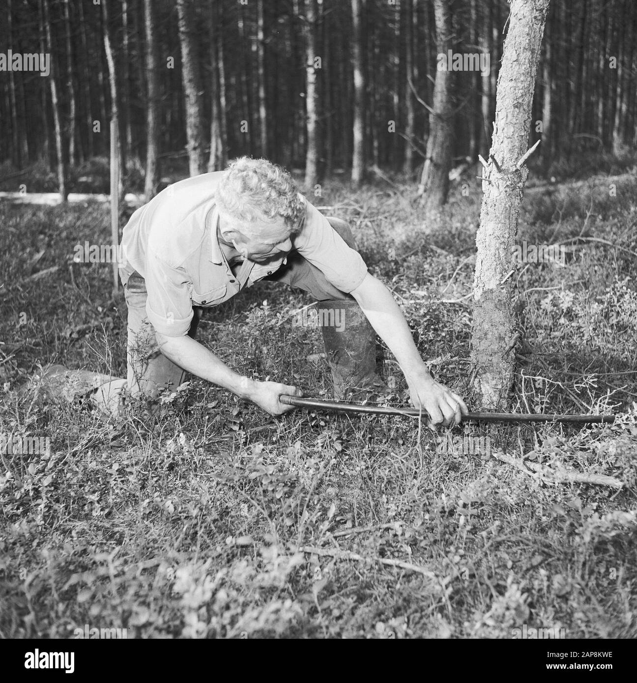 forestry, workers, tools, trees cutting Date: undated Keywords: workers ...