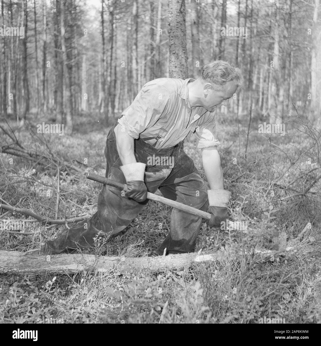 forestry, workers, tools, trees sheets Date: undated Keywords: workers ...