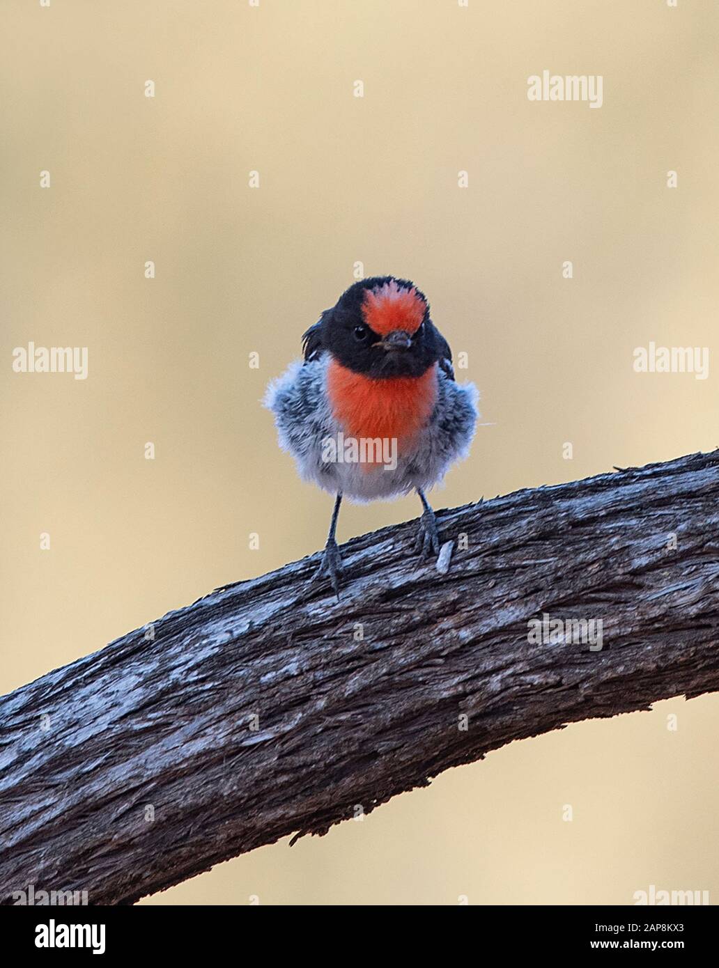 Animals of flinders ranges hi-res stock photography and images - Alamy