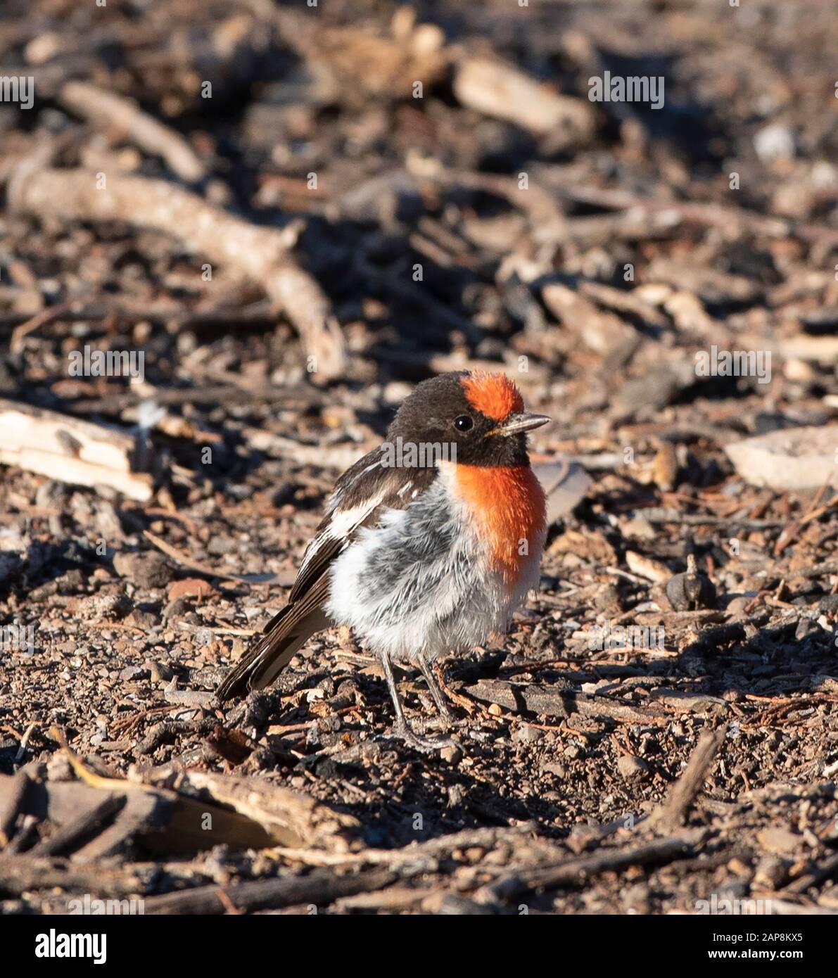 Red capped robin hi-res stock photography and images - Alamy