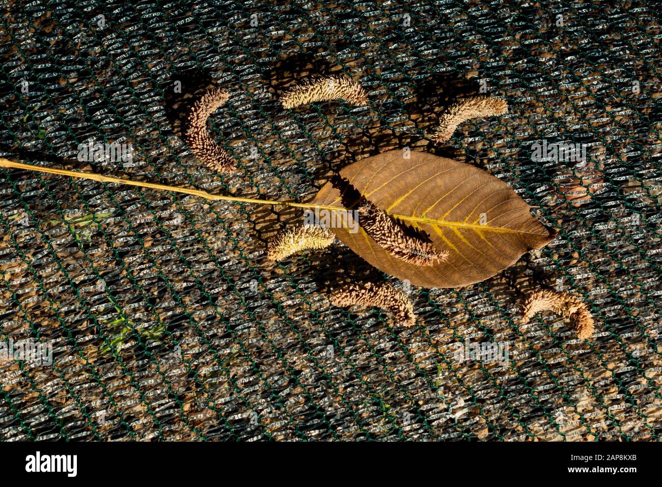 One separate dry leaf of Autumn times Stock Photo - Alamy