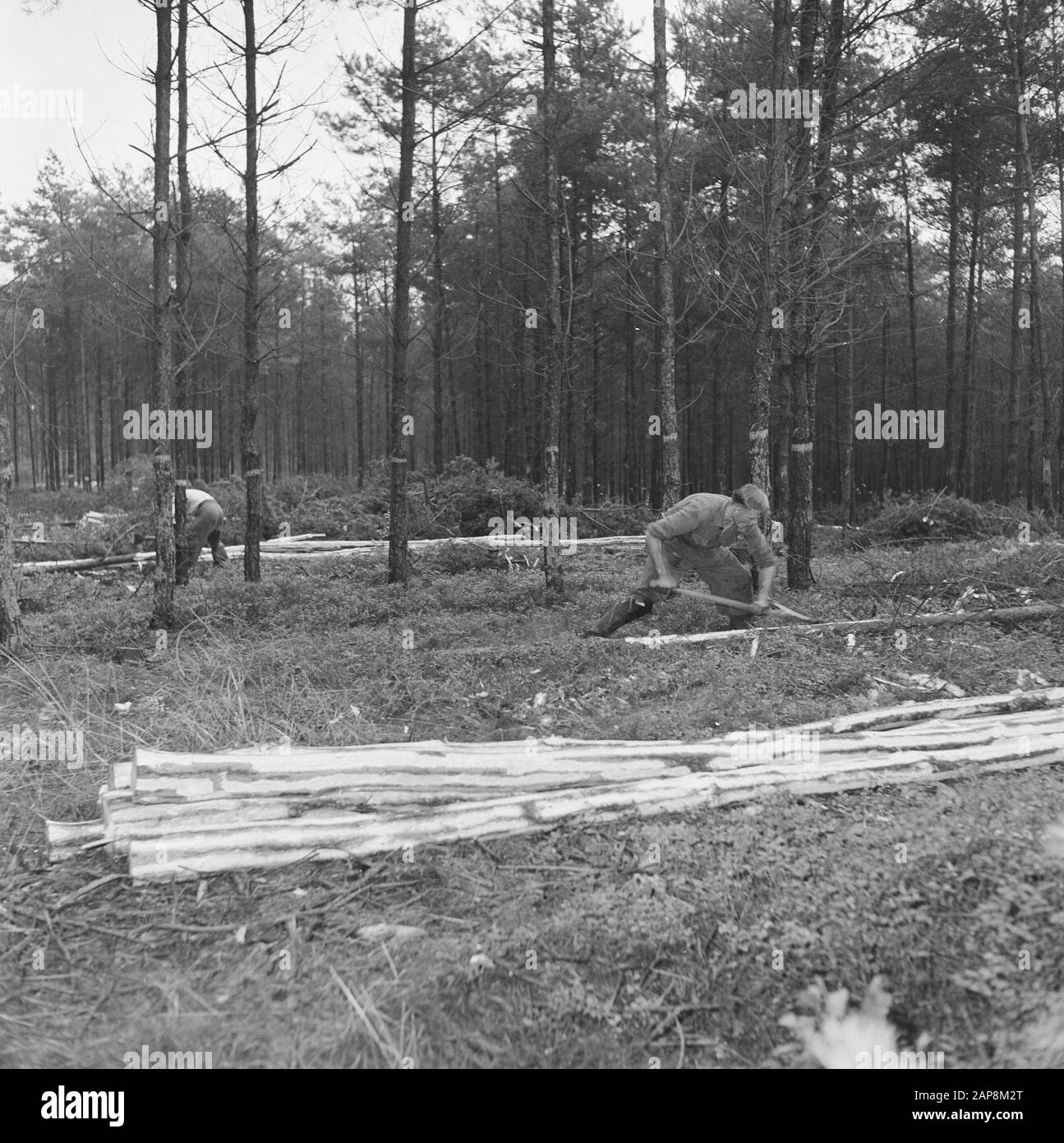 forestry, workers, logs, work Date: undated Keywords: workers, tree ...