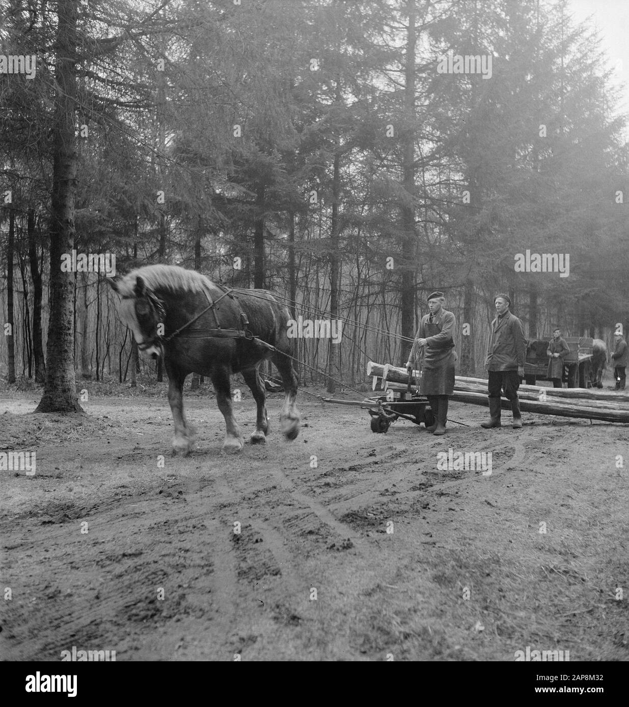workers, forestry, animals, tree trunks, transport, horses Date ...
