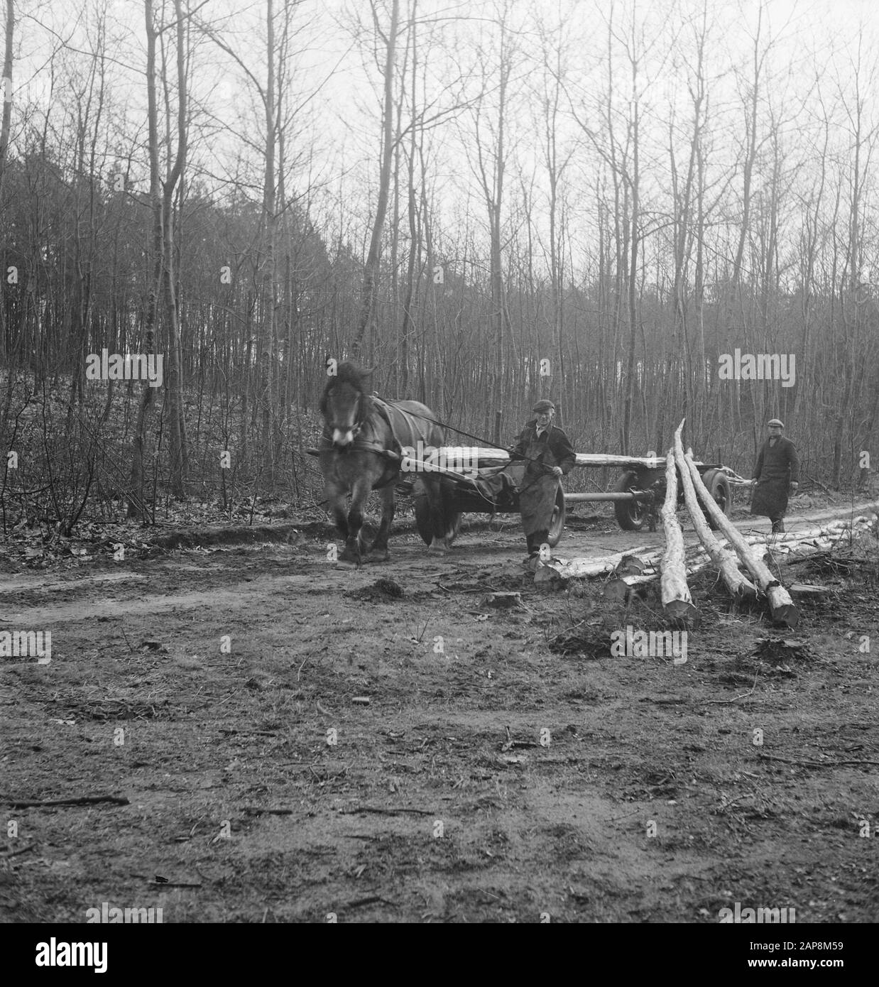 forestry, workers, horse-and-cart, tree trunks Date: undated Keywords ...