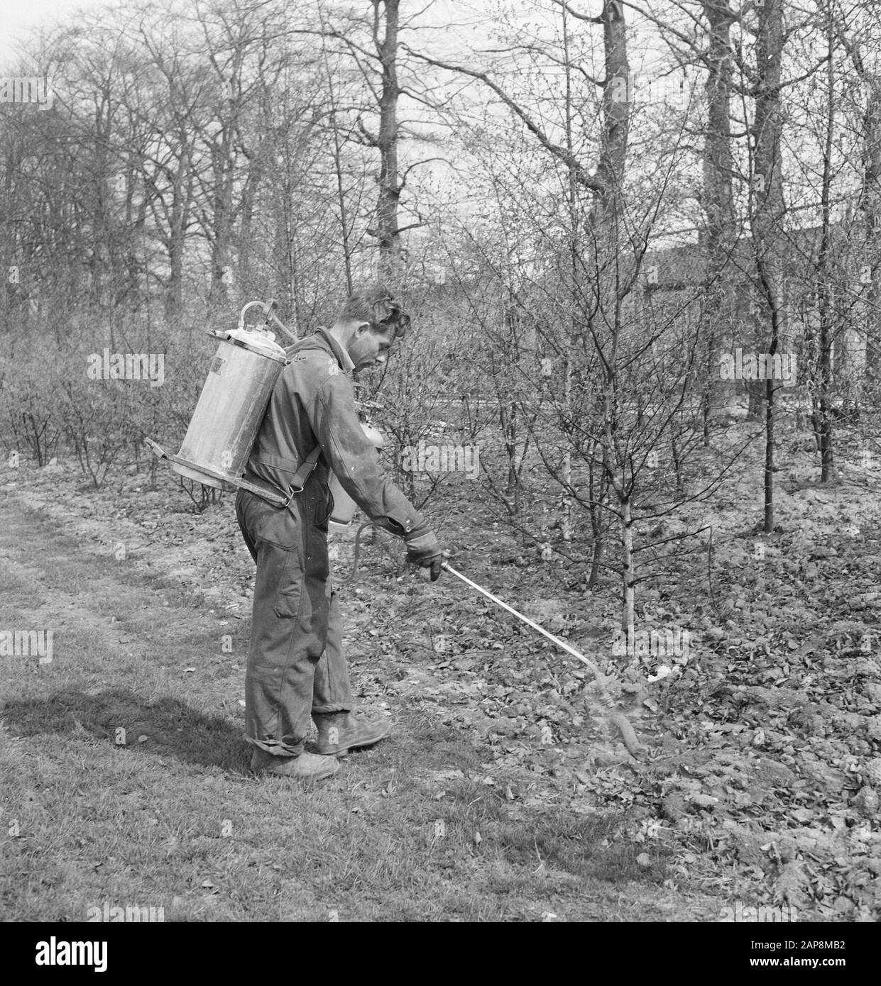 workers, spraying plants, works, trees Date: undated Keywords: workers ...
