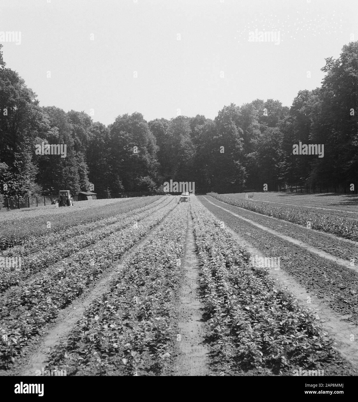 Forestry crops hi-res stock photography and images - Alamy
