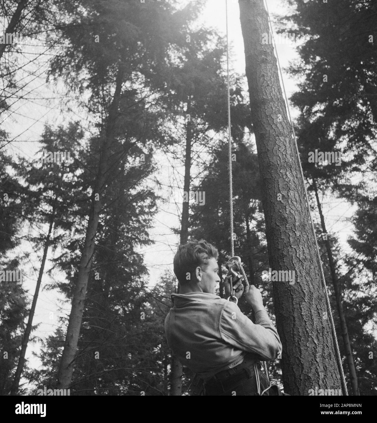 forestry, workers, tree climbing Date: undated Keywords: workers, tree ...