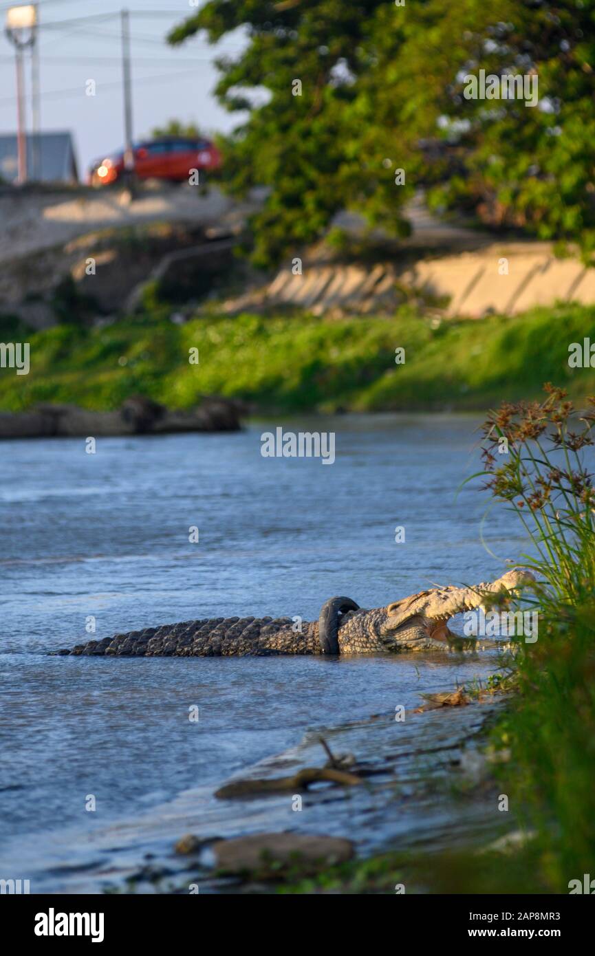 PALU, CENTRAL SULAWESI, INDONESIA (18 January): A wild crocodile ...