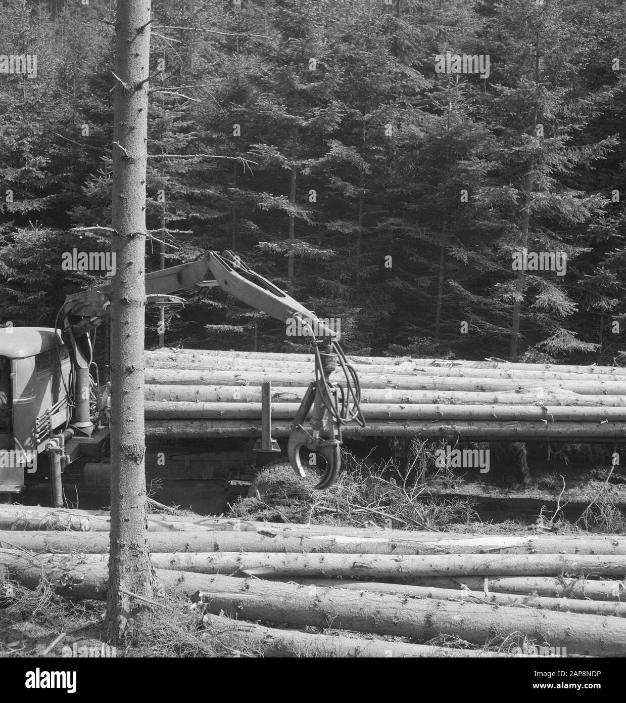 Lifting Tree Trunks High Resolution Stock Photography and Images - Alamy