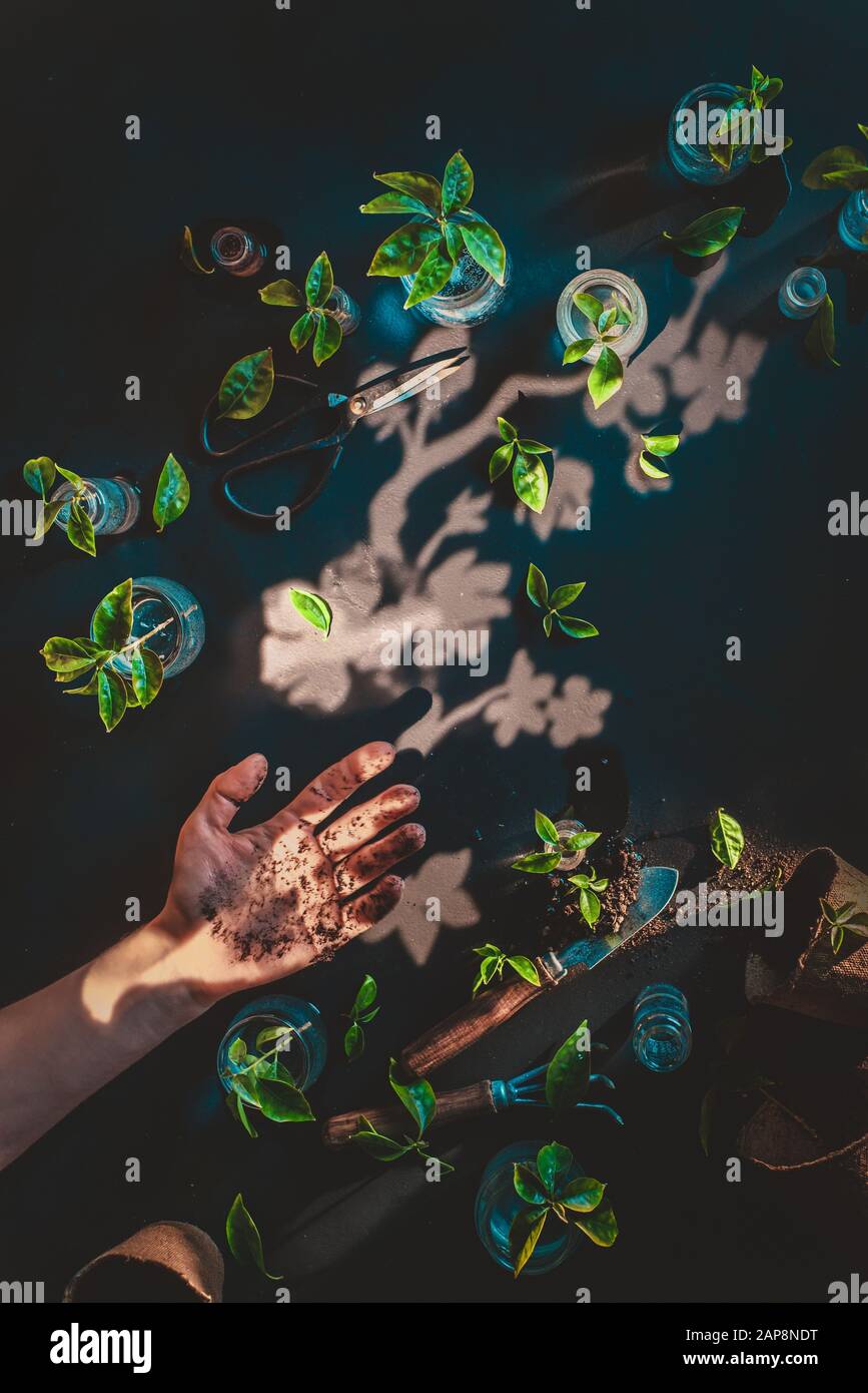 Ecology Botany High Resolution Stock Photography and Images - Alamy