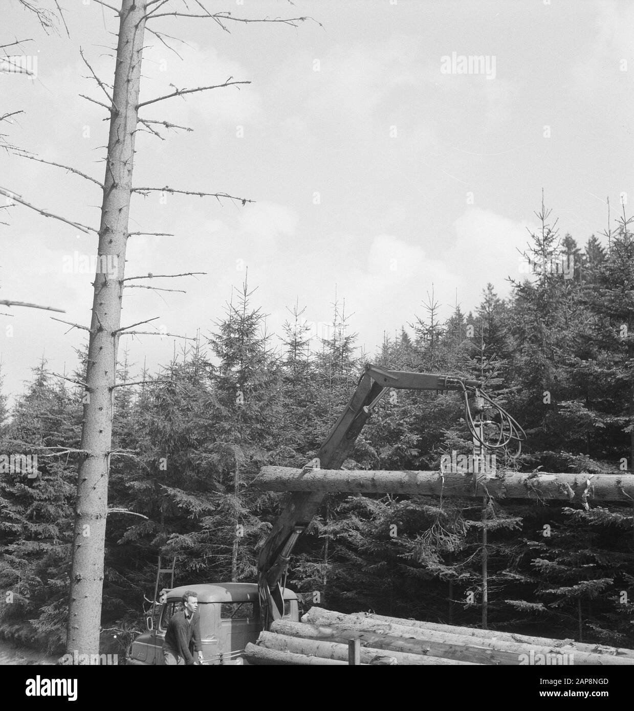 Lifting tree trunks Black and White Stock Photos & Images - Alamy